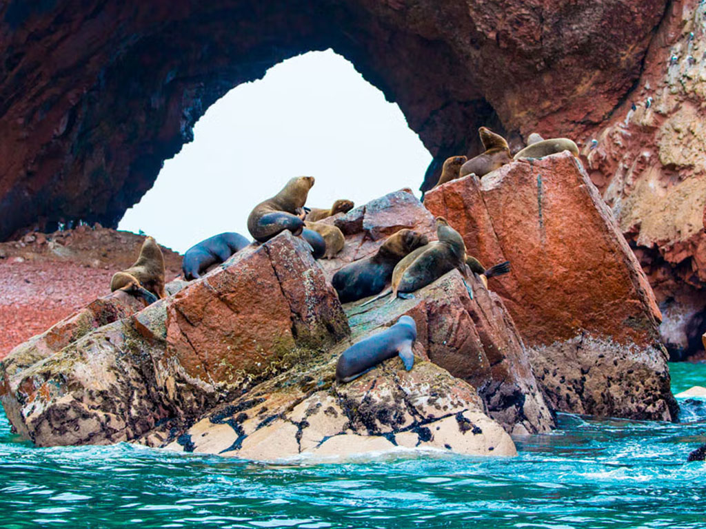 Islas Ballestas y Reserva Nacional de Paracas - Tari Tours Peru