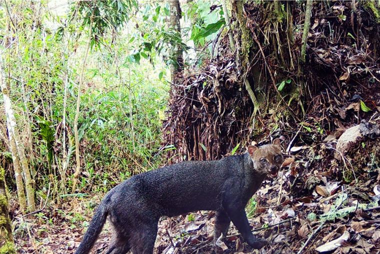 Descubren 3 Nuevas Especies en el Santuario de Machu Picchu | Noticias ...